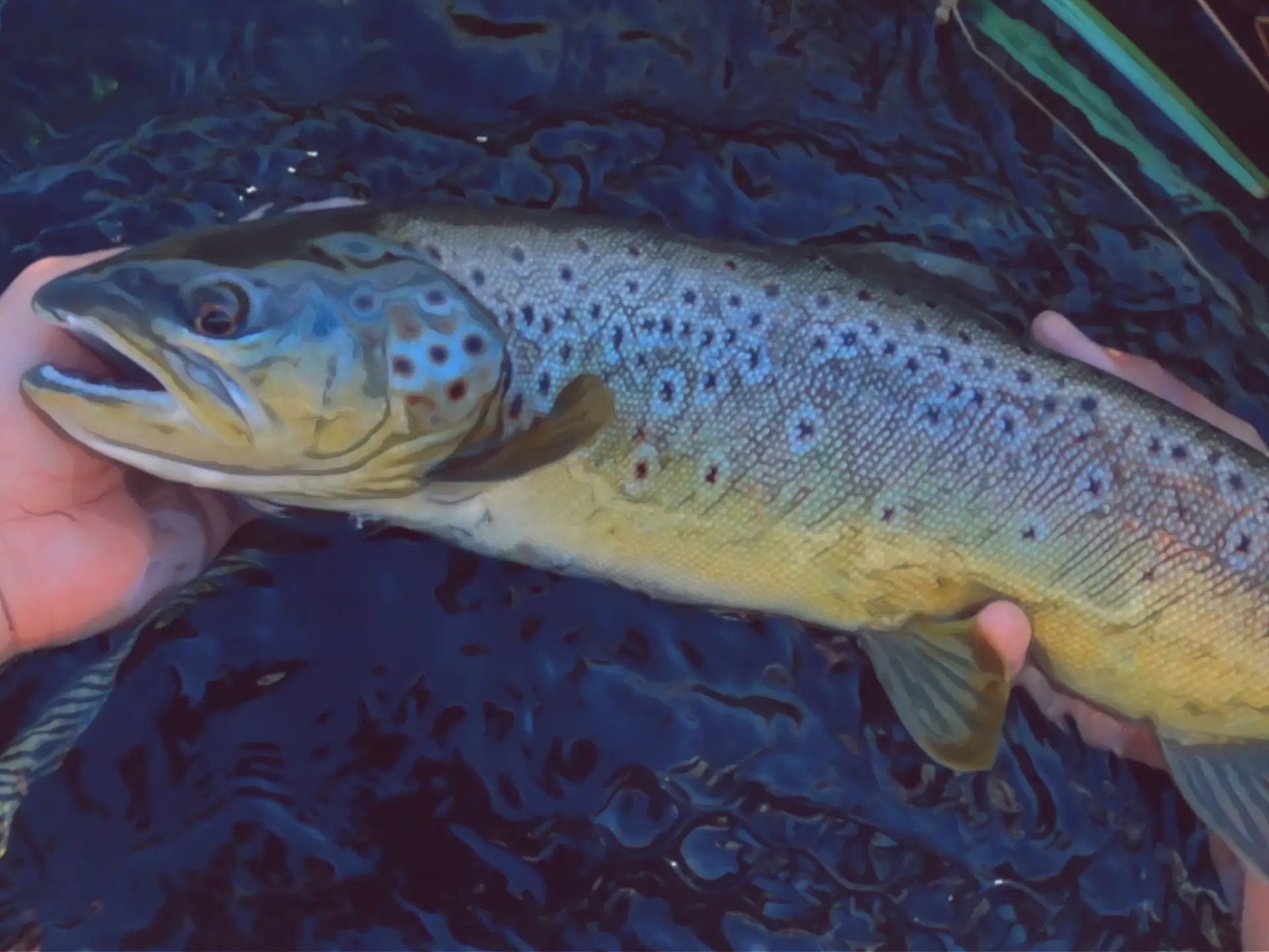 Why the BFS for Trout So Effective?